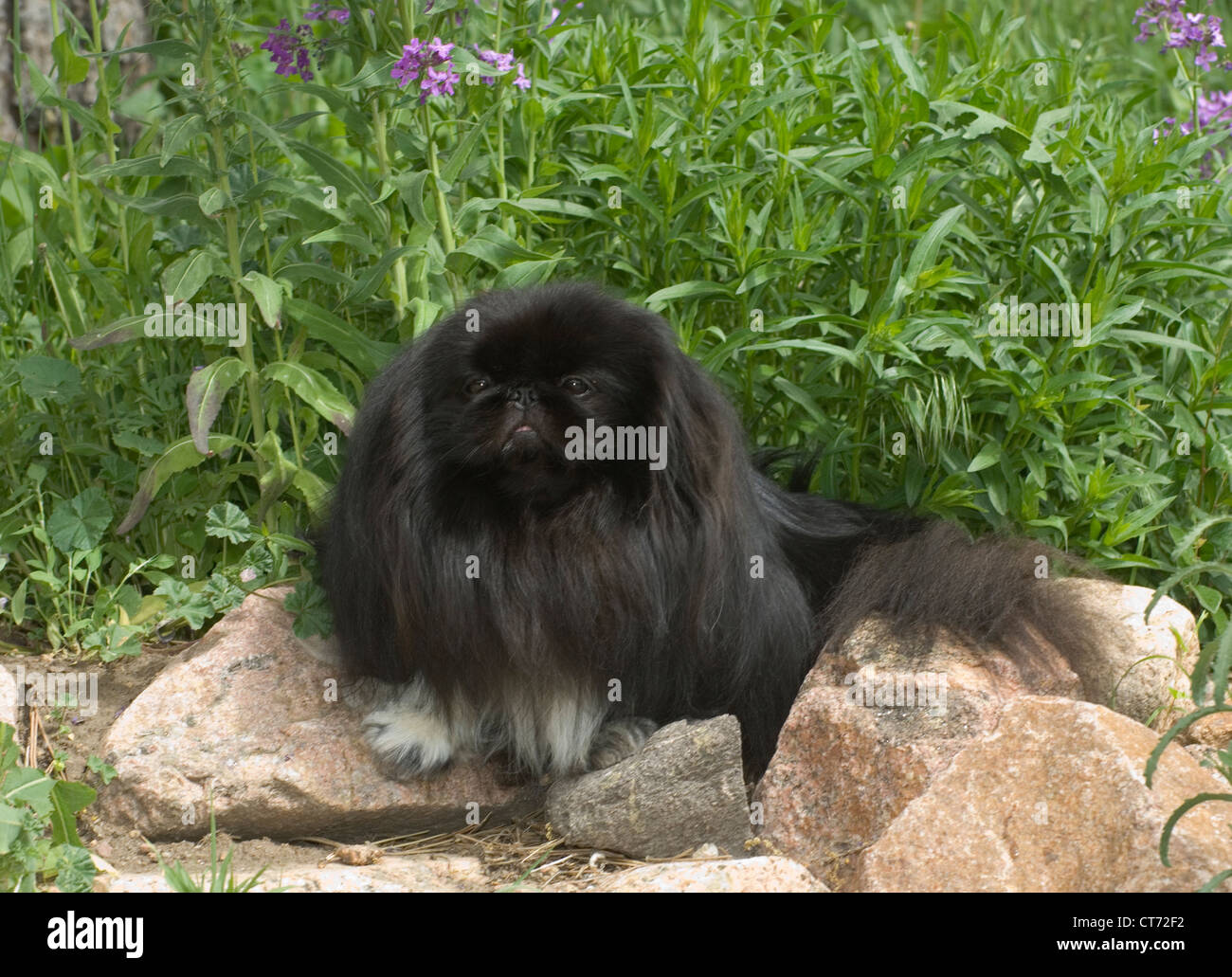 Black pekingese lying on rock Stock Photo - Alamy