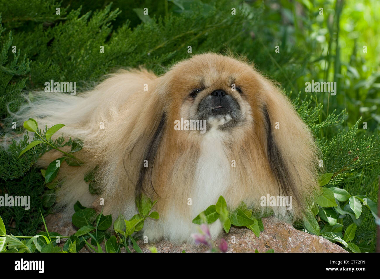 Pekingese in greenery Stock Photo - Alamy