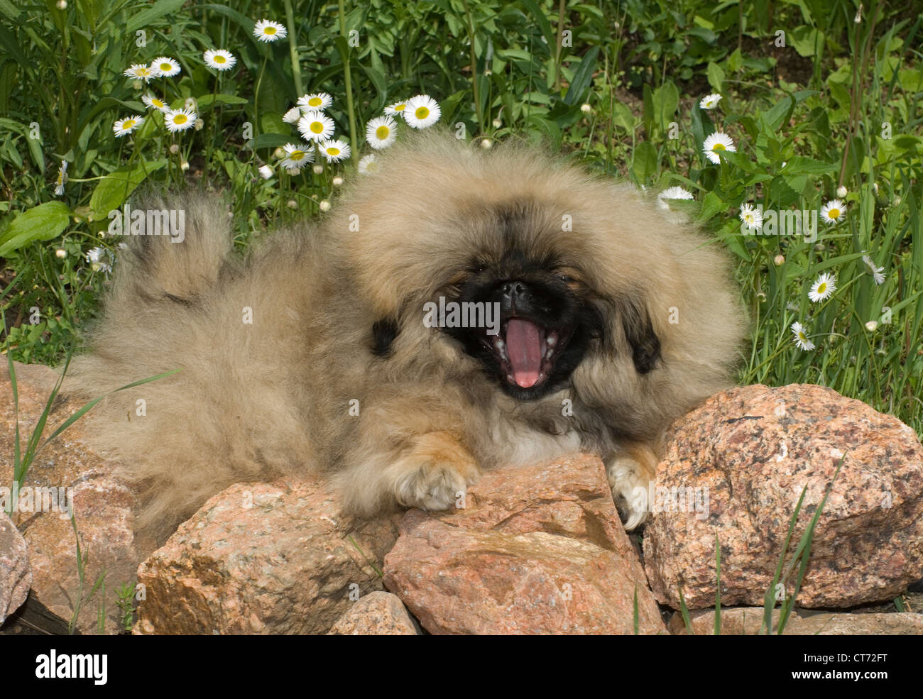 Puppy yawning hi-res stock photography and images - Alamy