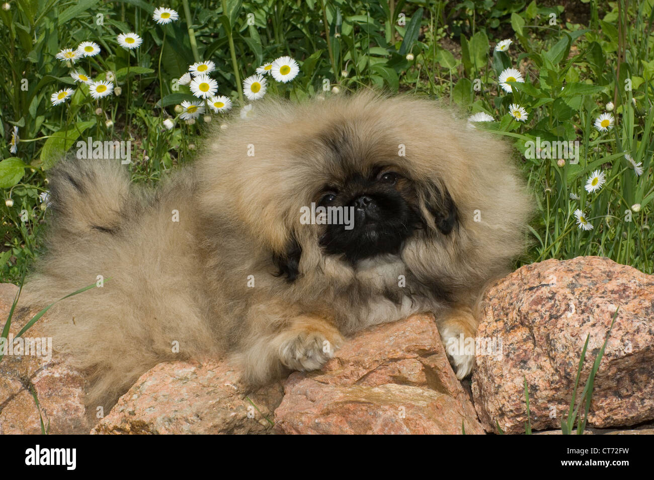 Rocks and the puppy hi-res stock photography and images - Alamy