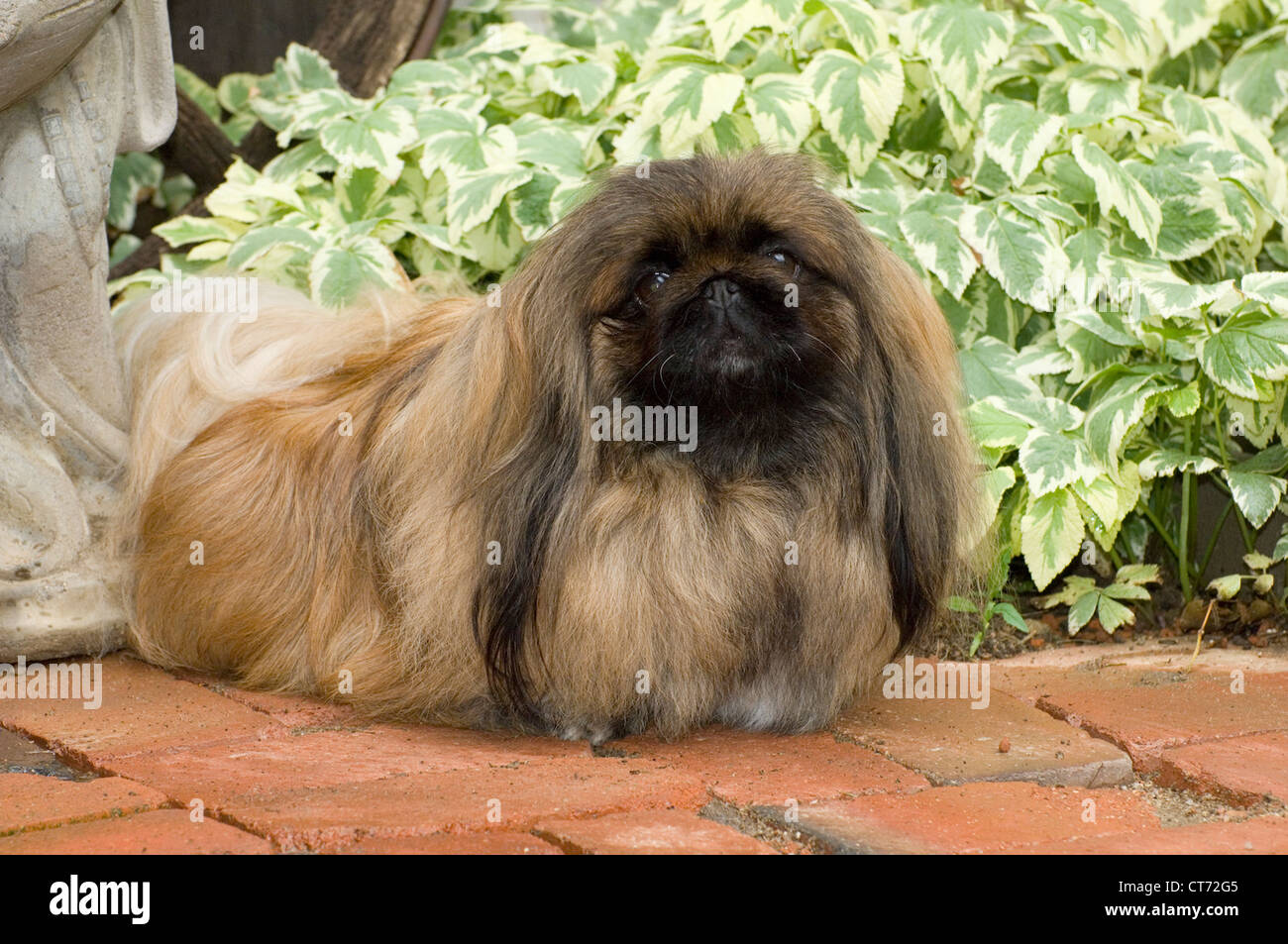 Pekingese on brick walk Stock Photo - Alamy