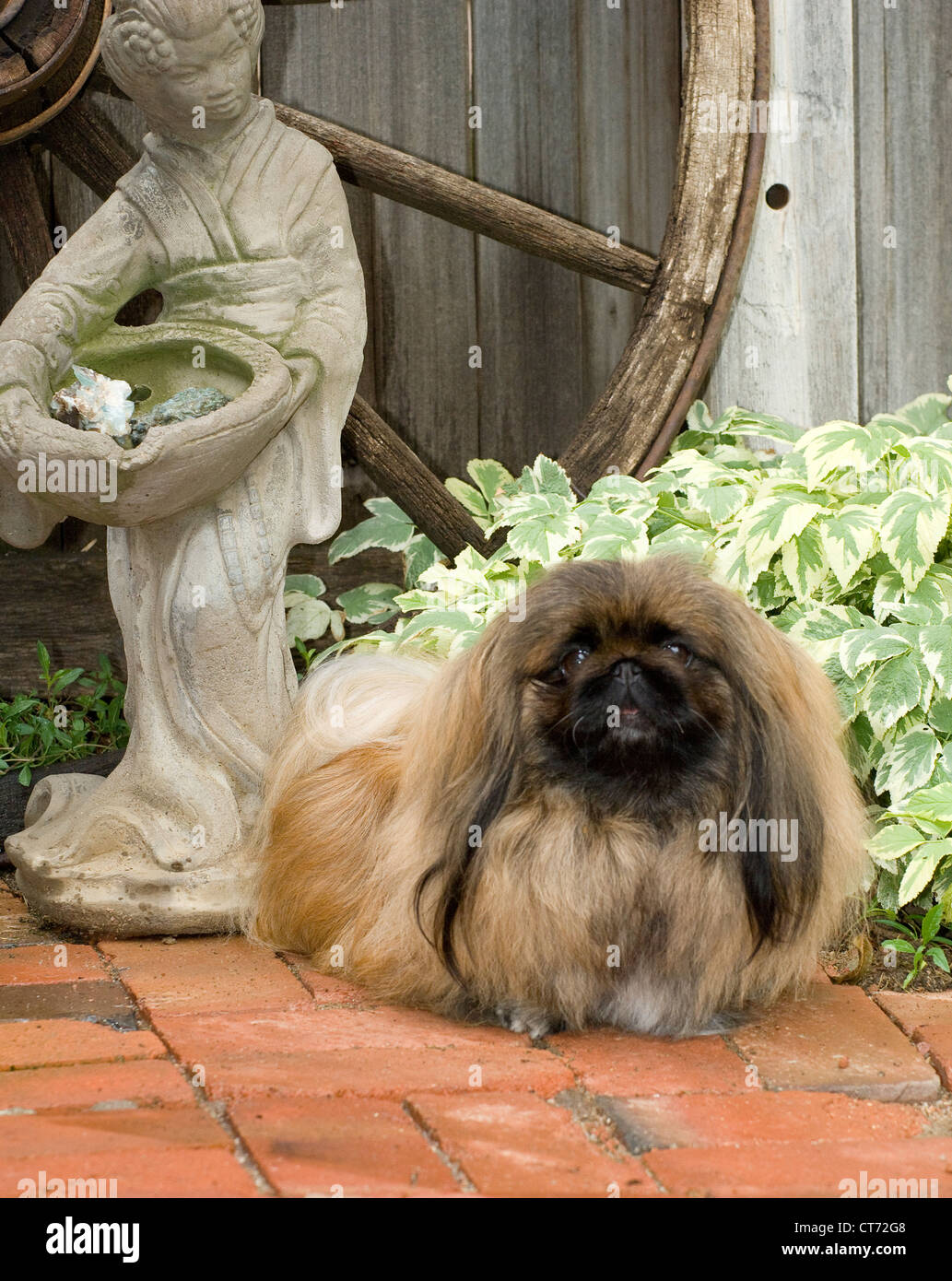 Pekingese by statue Stock Photo - Alamy