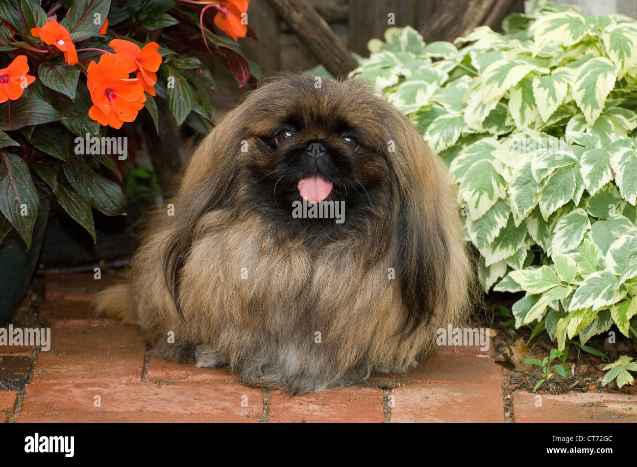 Pekingese flowers hi-res stock photography and images - Alamy
