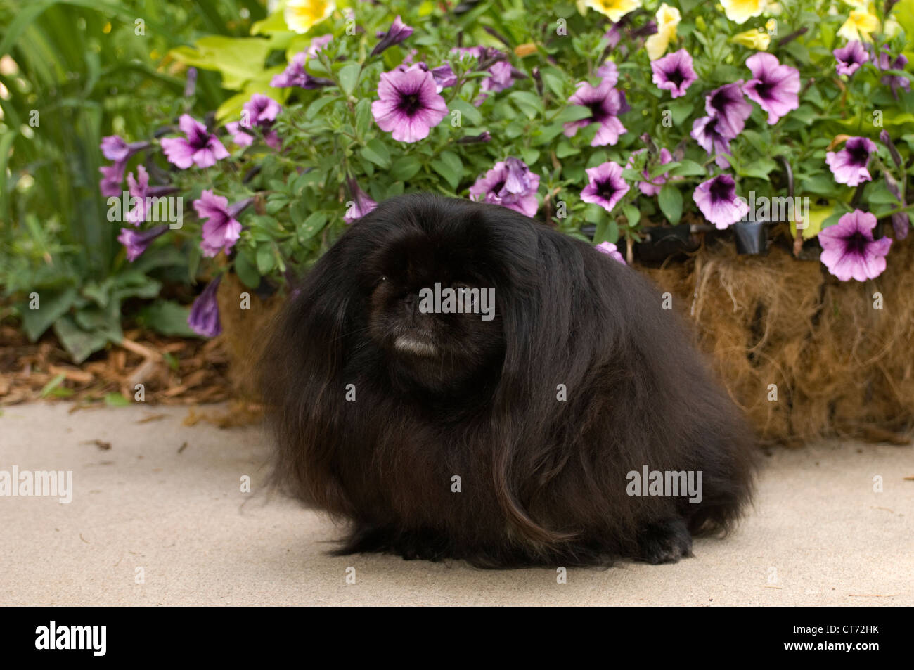 Black pekingese in front of flowers Stock Photo - Alamy