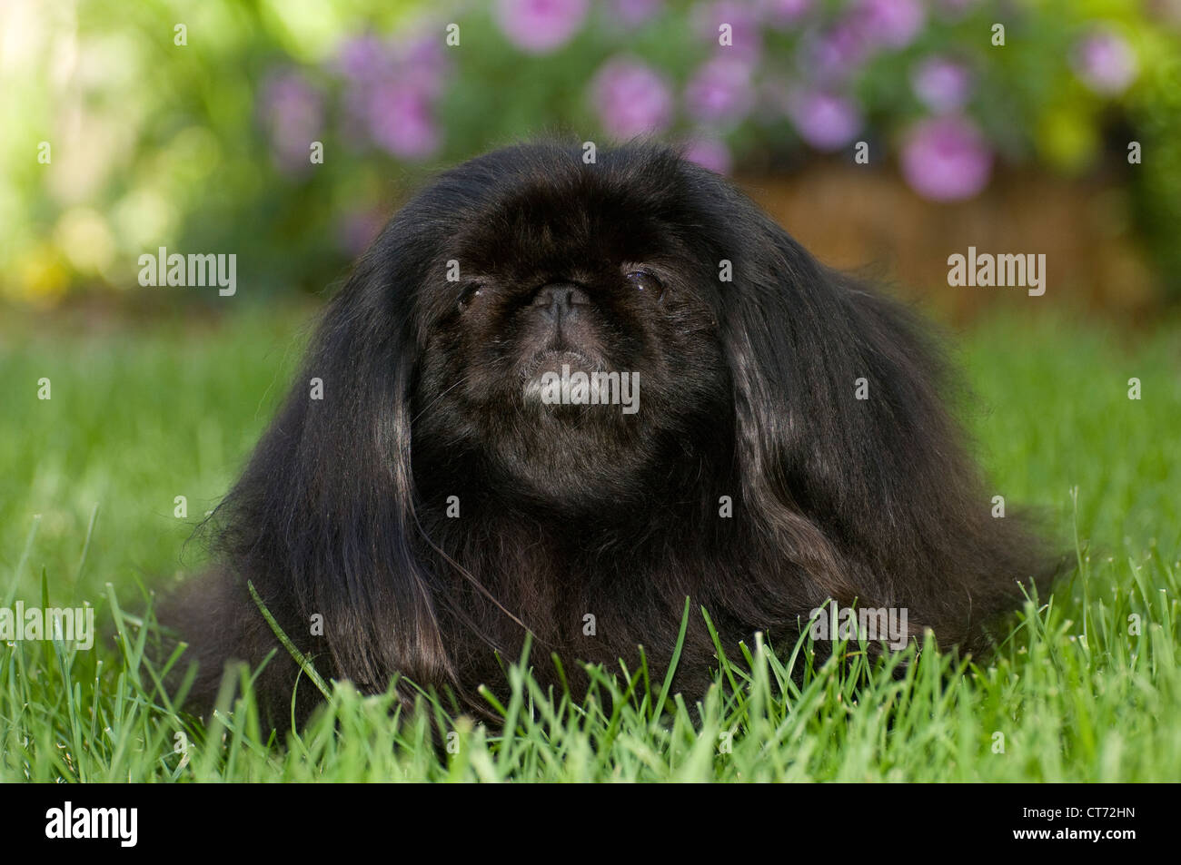 Black pekingese lying in grass Stock Photo - Alamy