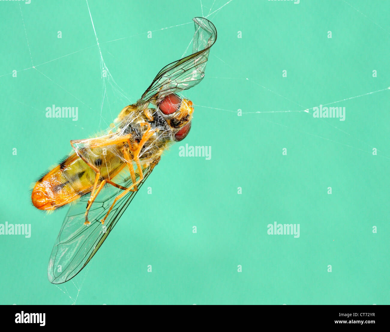 Insect stuck in spider web hi-res stock photography and images - Alamy
