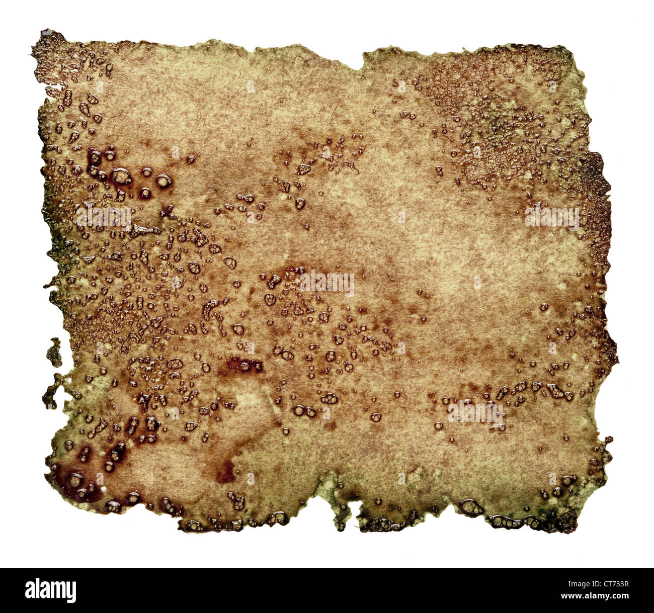 Stained old paper with rough edges Stock Photo - Alamy