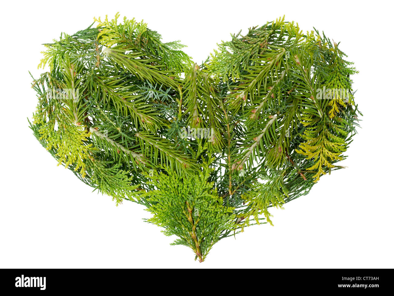 Heart made of evergreen christmas branches of coniferous trees, pine ...