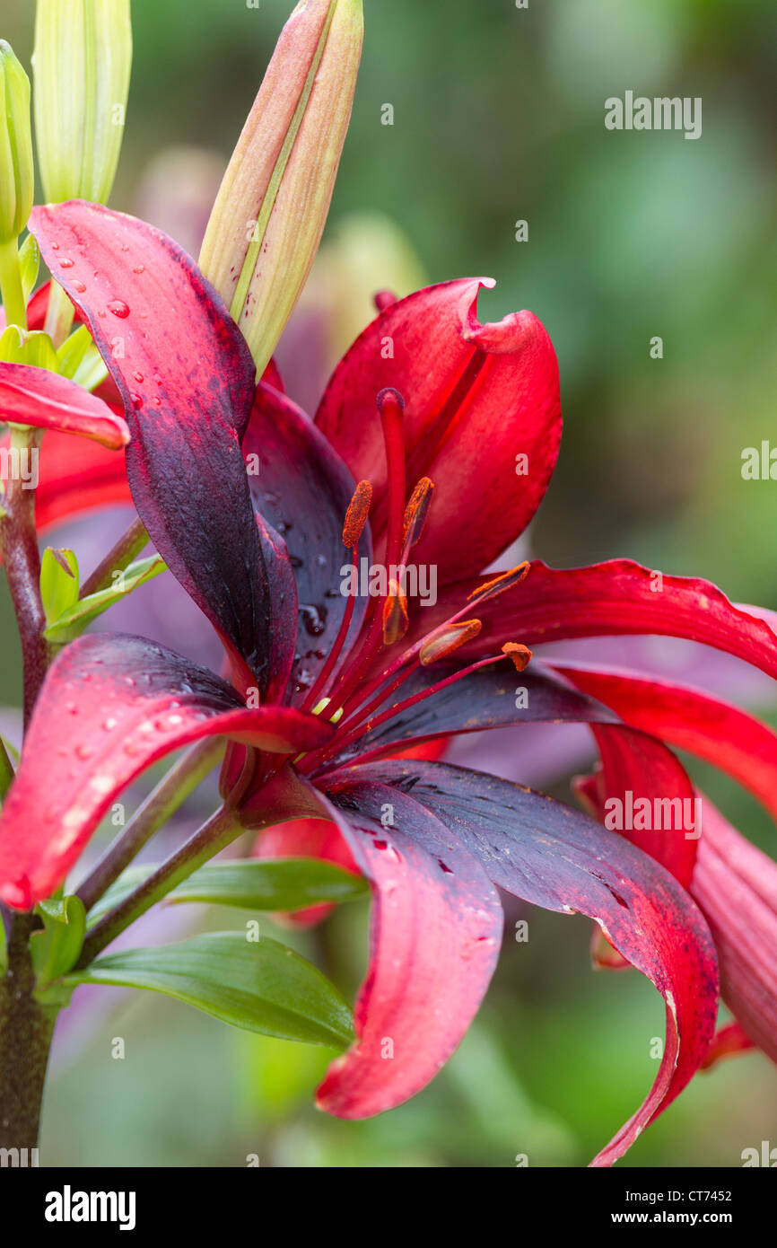 Deep red lily hi-res stock photography and images - Alamy