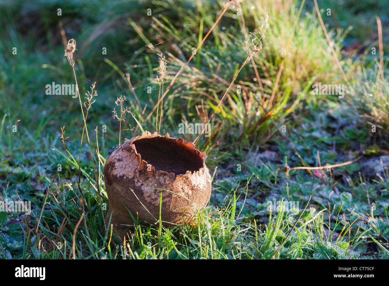 Meadow Puffball growing on a meadow Stock Photo - Alamy