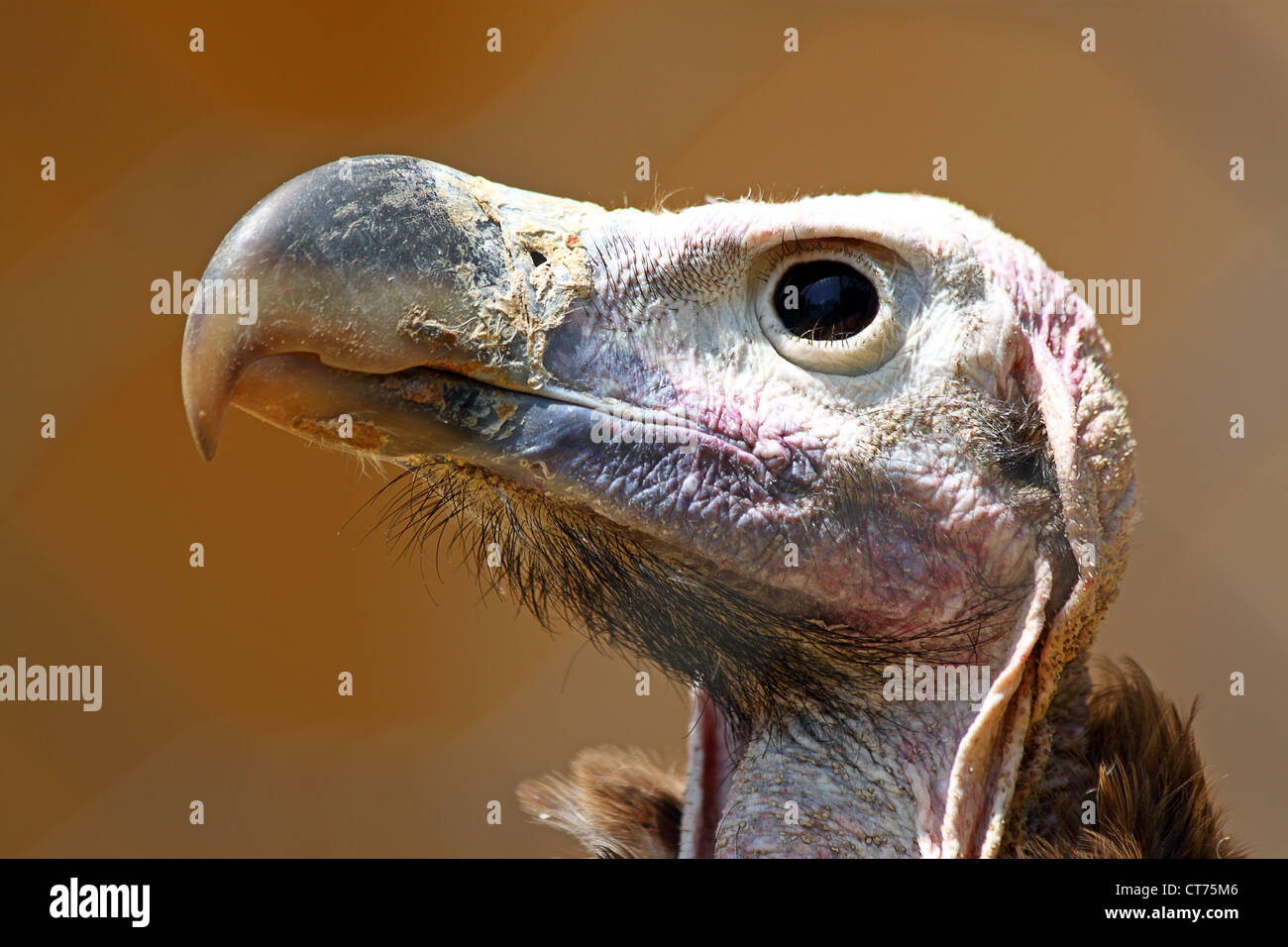 Vulture zoo hi-res stock photography and images - Alamy