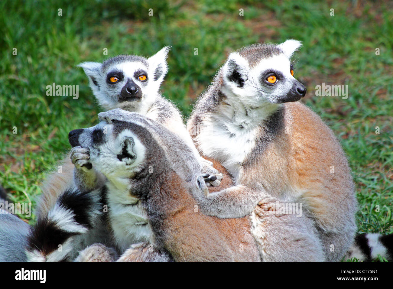 A group of ring-tailed lemurs (Lemur catta Stock Photo - Alamy