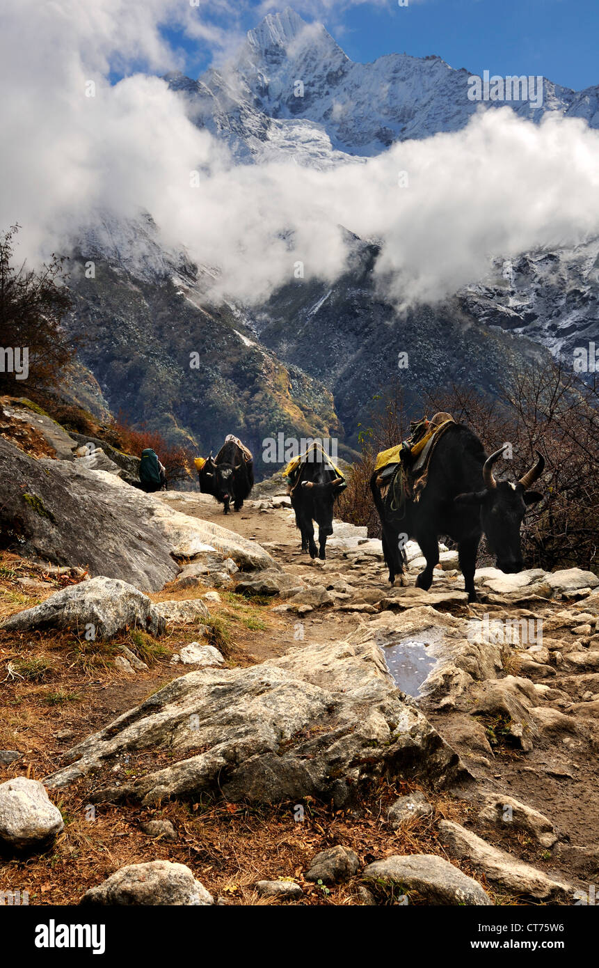 group of yaks on mountain path in Nepal Stock Photo - Alamy