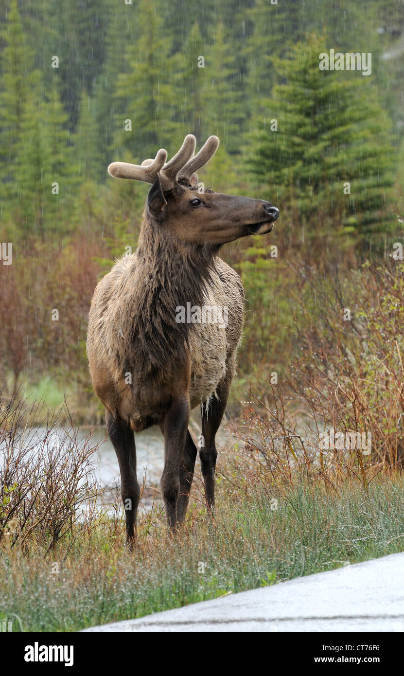 elk at vermilion lake at banff national park Stock Photo - Alamy