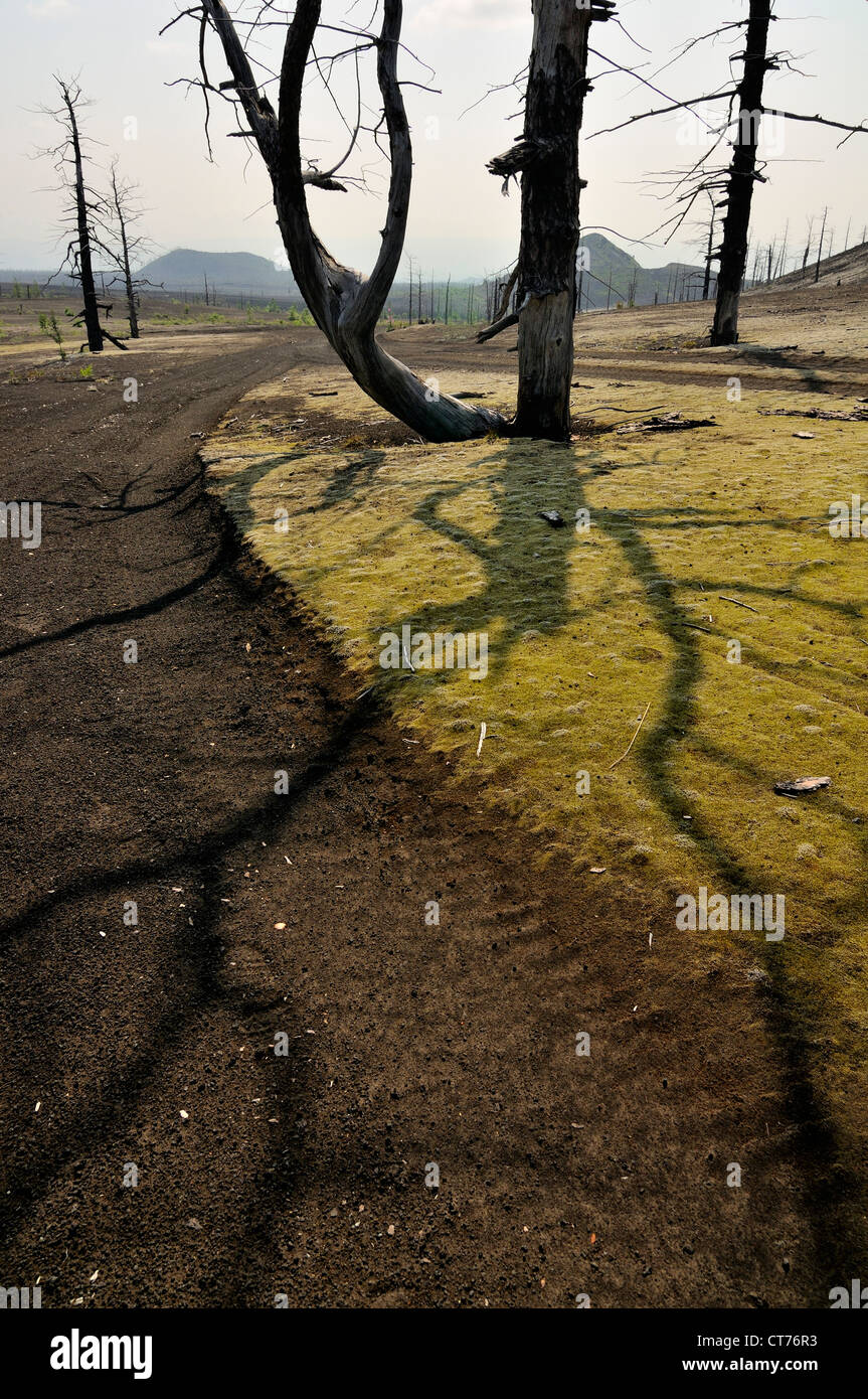 Dead tree forest on the tolbachik volcano hi-res stock photography and ...