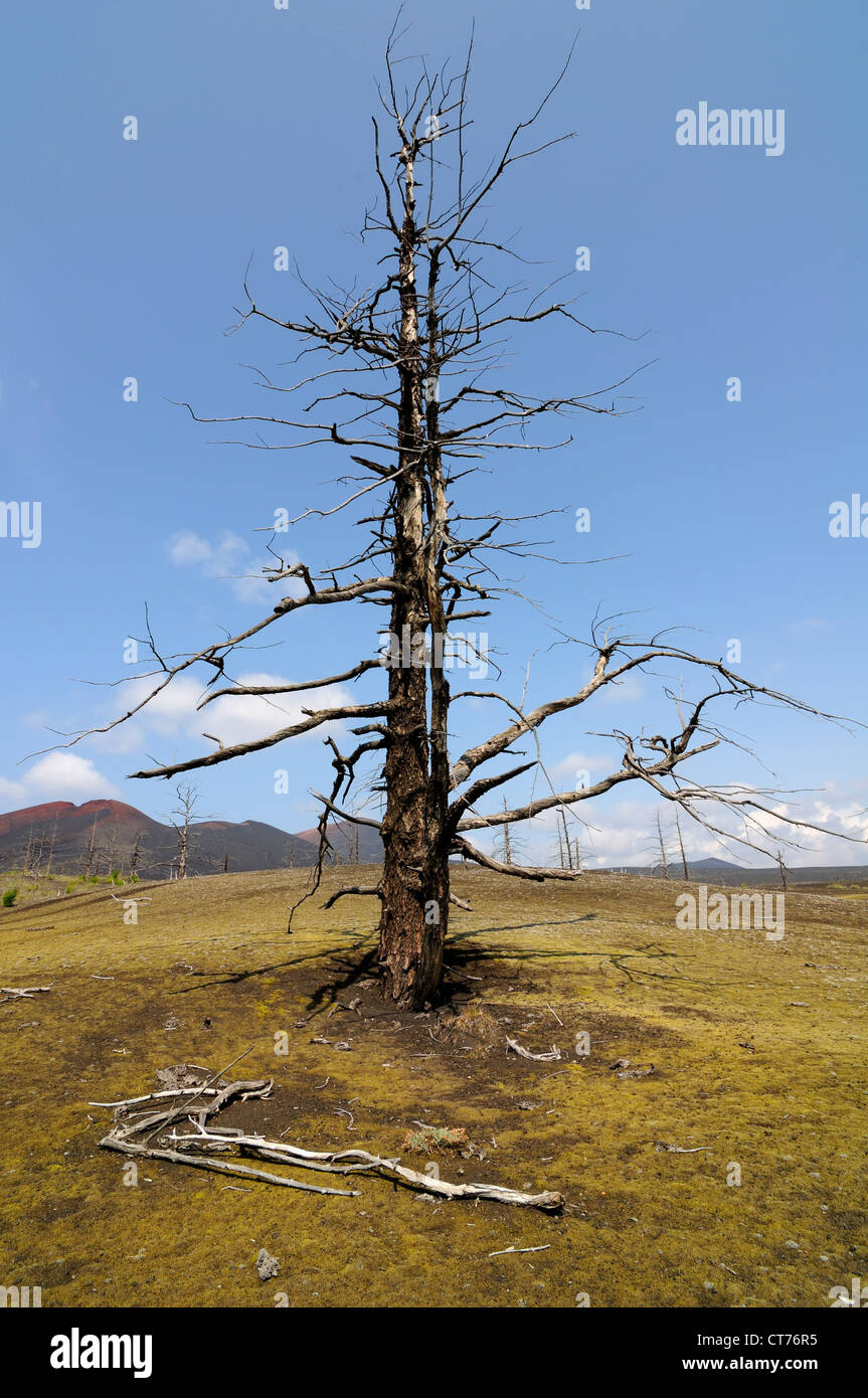 Dead tree forest on the tolbachik volcano hi-res stock photography and ...