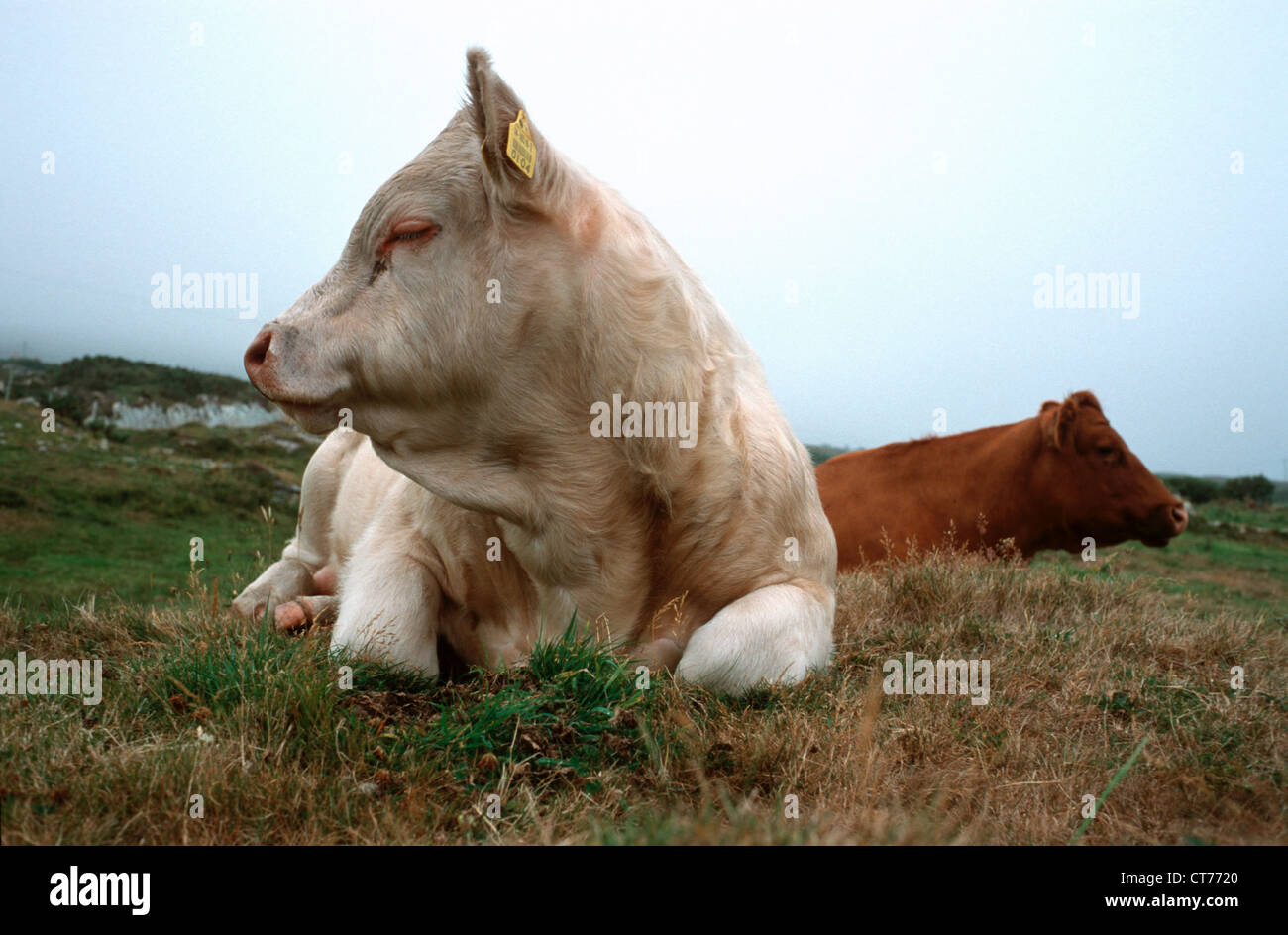 Sleepy cows hi-res stock photography and images - Alamy