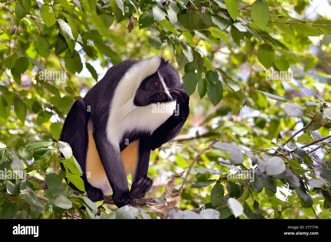 Black and white diana monkey of Roloway (Cercopithecus diana) in a tree ...