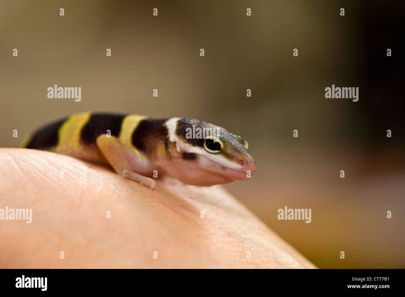 Leopard gecko shed hi-res stock photography and images - Alamy