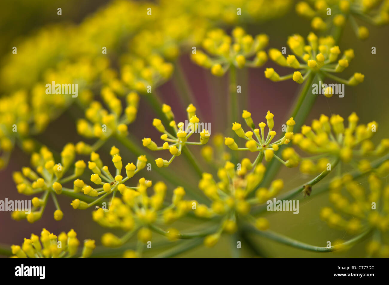 Fennel head hi-res stock photography and images - Alamy