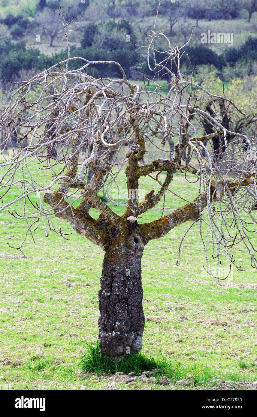 Old tree at Sineu, Majorca Stock Photo - Alamy