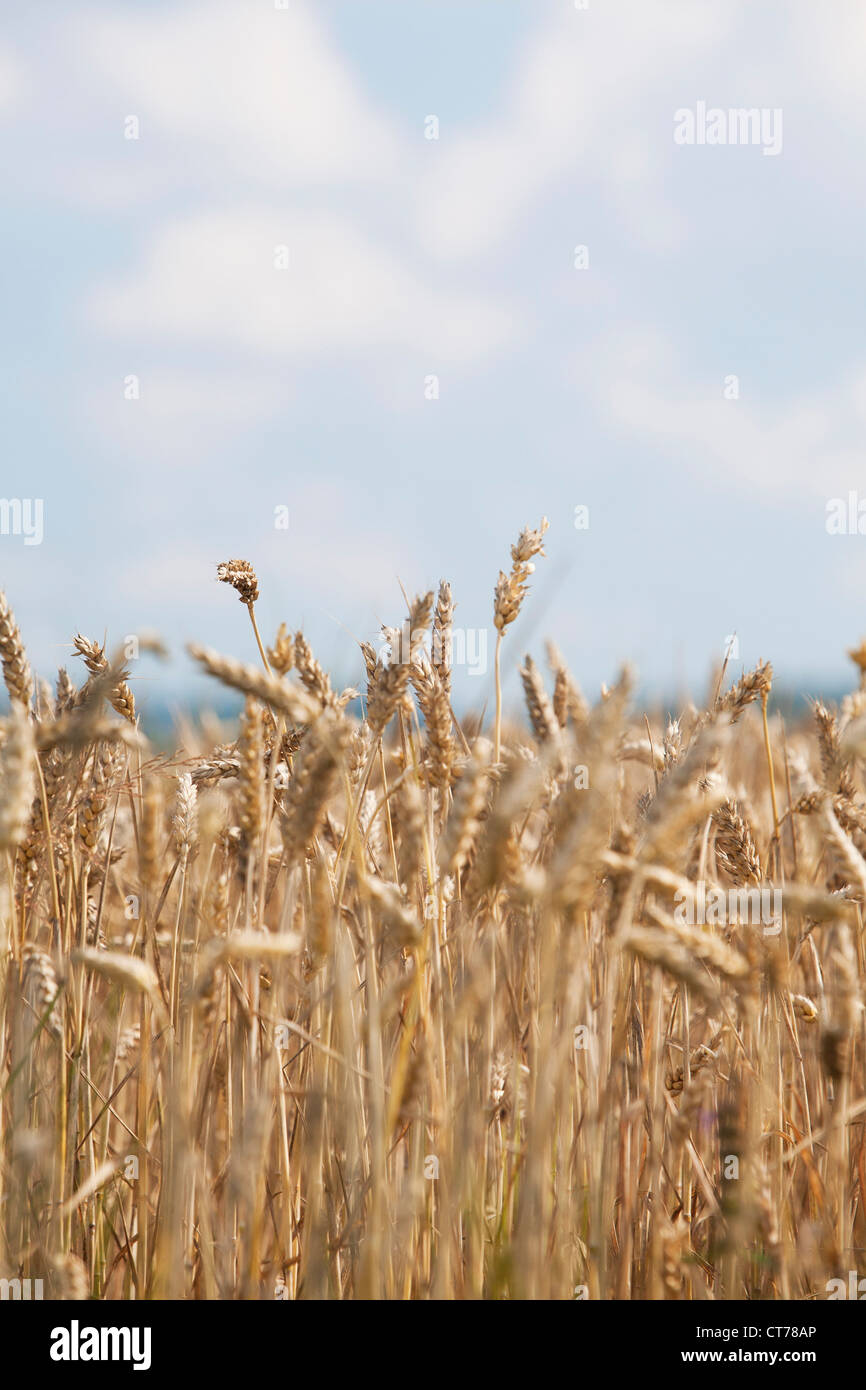 close-up of grain growing on field Stock Photo - Alamy