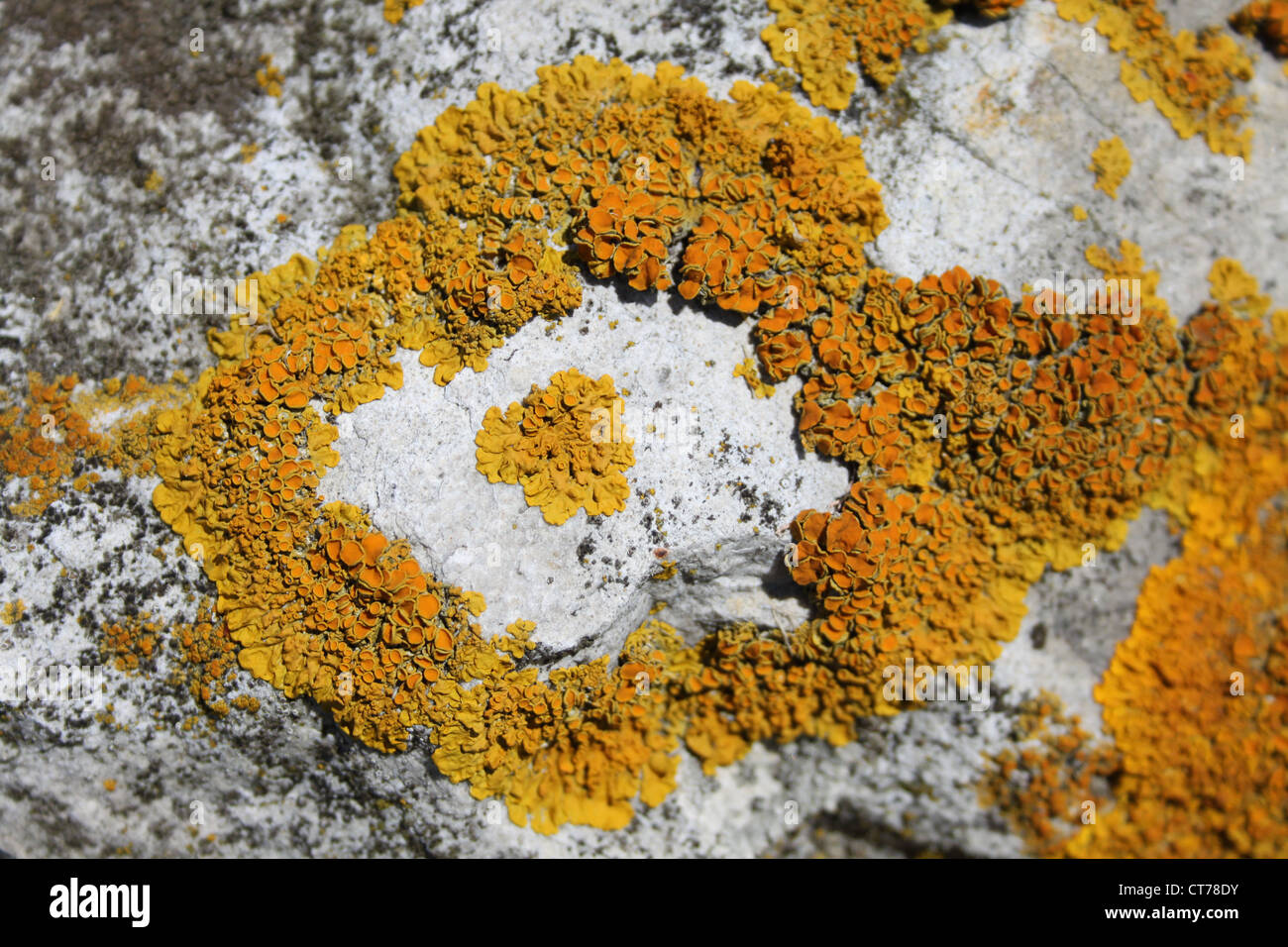 Various views of moss or lichen Stock Photo - Alamy