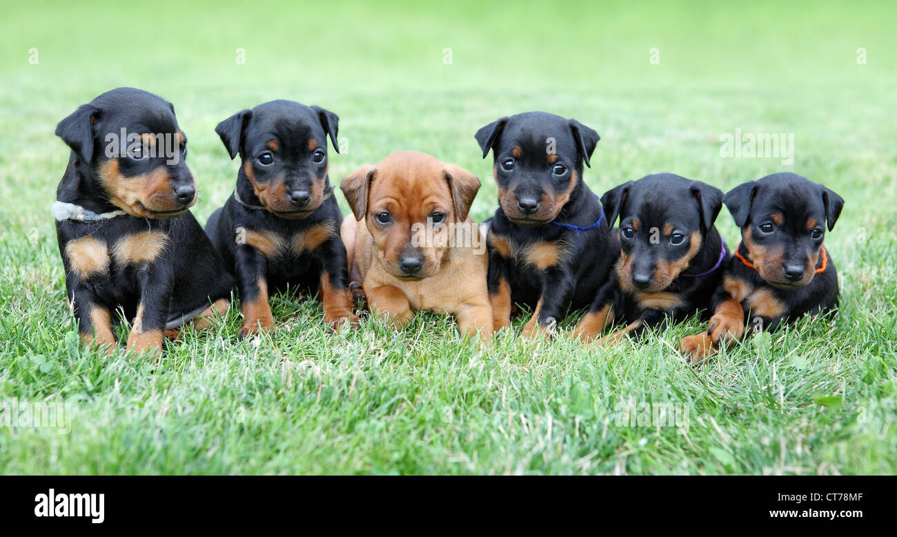 Newborn Red Doberman Puppies