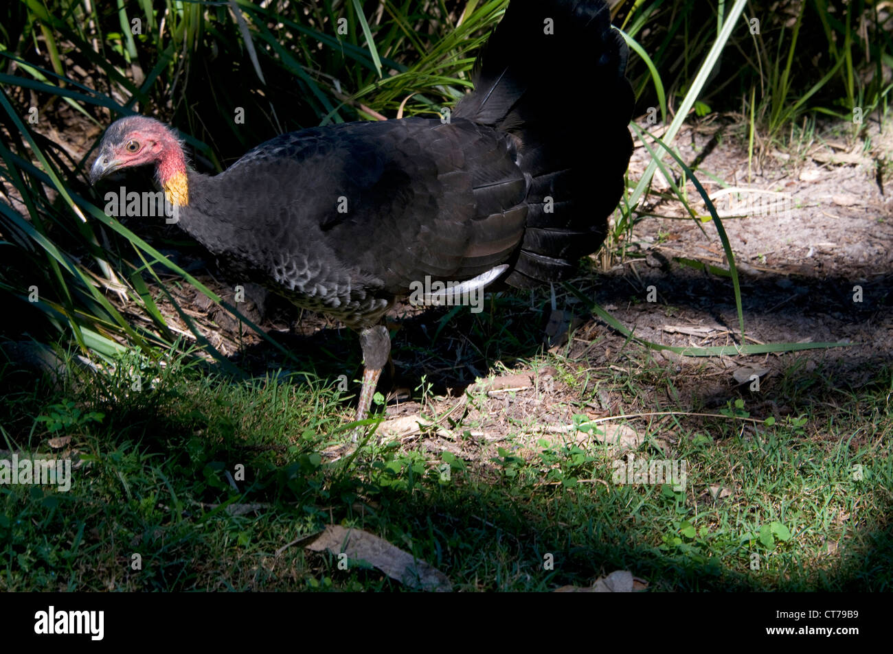 Bush turkey australia hi-res stock photography and images - Alamy