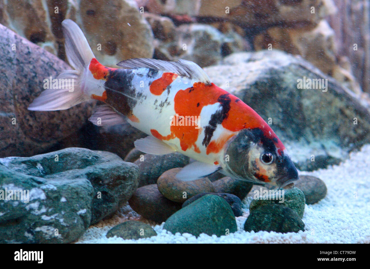Japanese koi swimming in the aquarium Stock Photo - Alamy