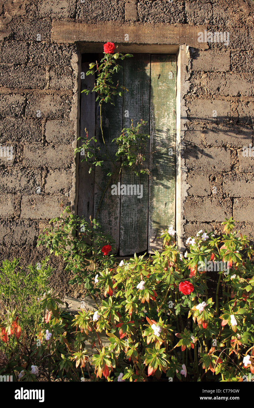 roses at wooden door in old house Madeira, Portugal, Europe. Photo by ...