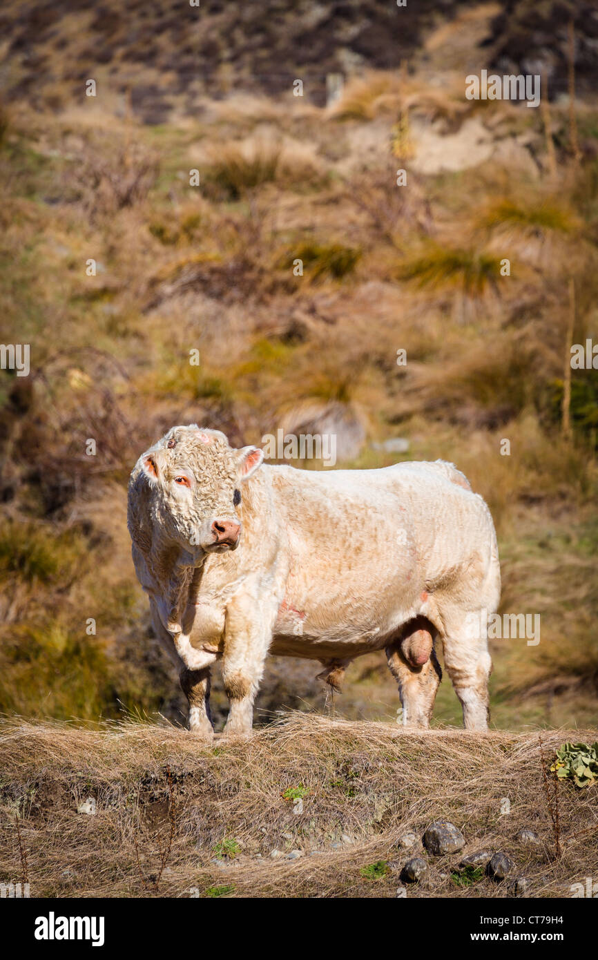 Bull testicles hi-res stock photography and images - Alamy