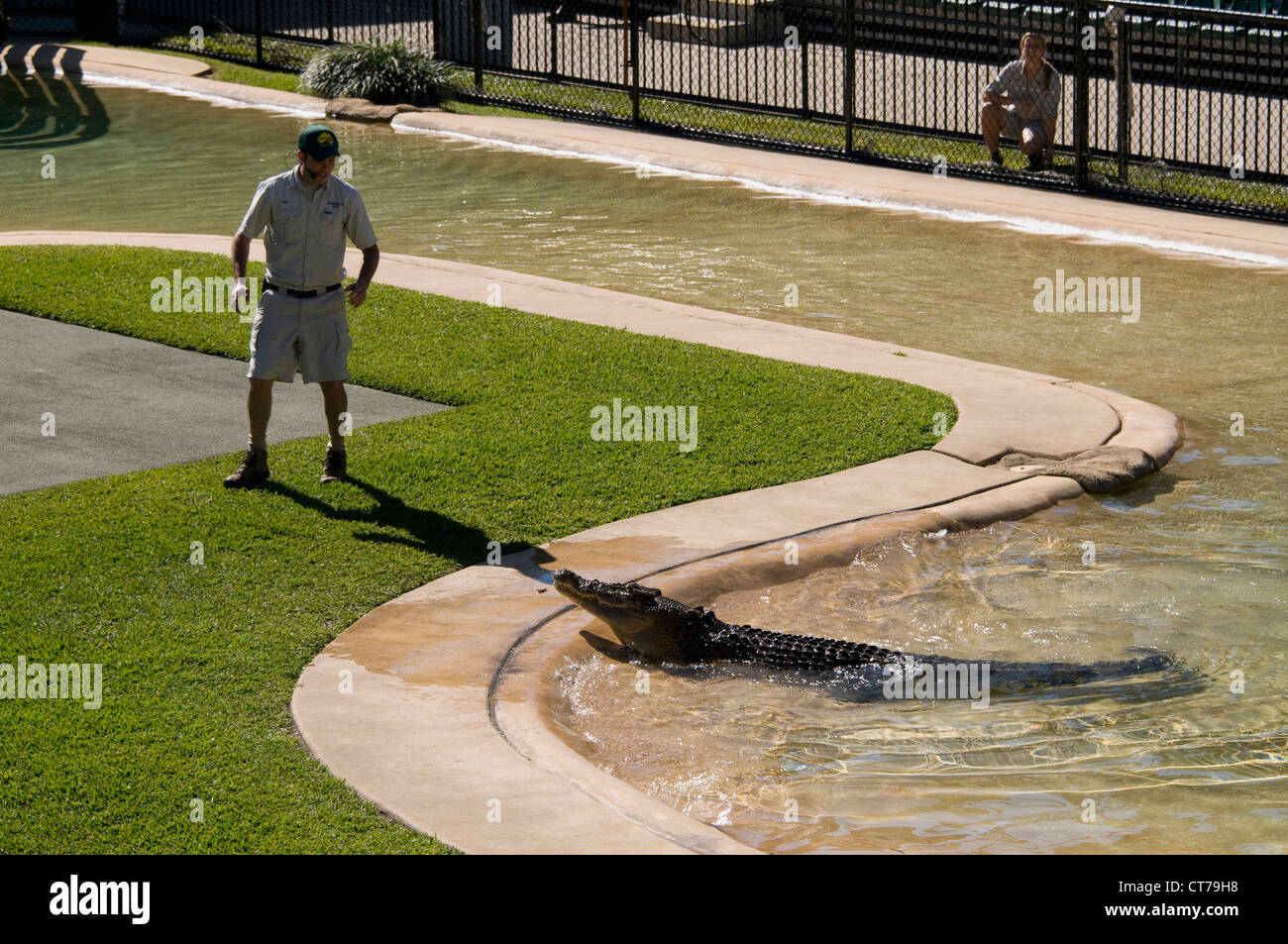 A saltwater crocodile at the Australia Zoo on the Sunshine Coast in ...