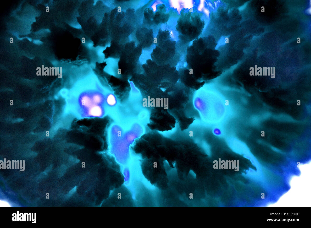 Close-up of a sponge Stock Photo - Alamy