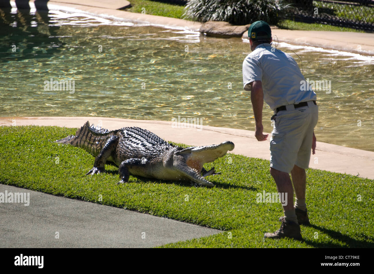 A saltwater crocodile at the Australia Zoo on the Sunshine Coast in ...