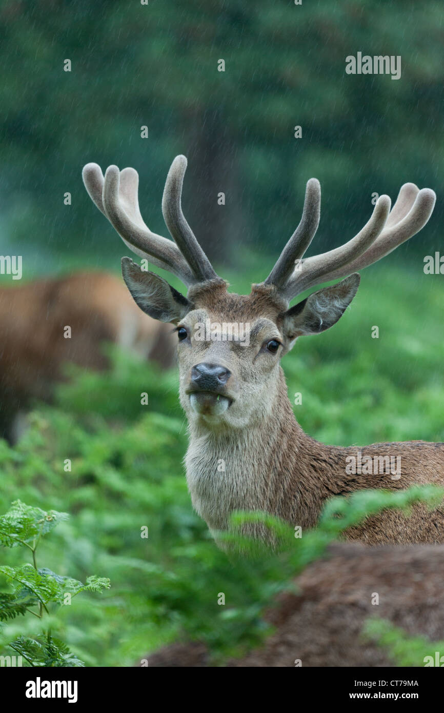 Wild deer stag (buck) in a forest with rain Stock Photo - Alamy