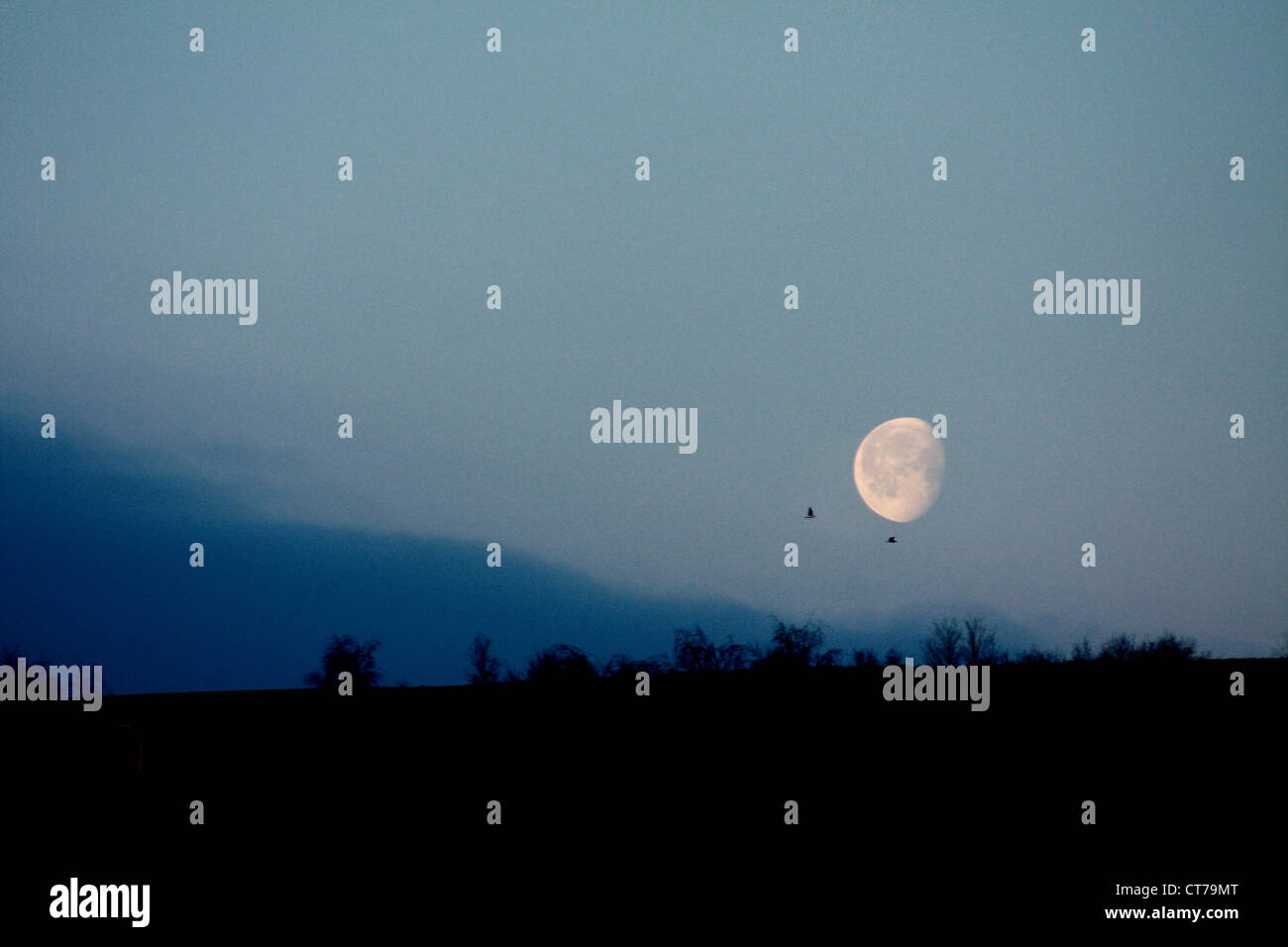 Moon setting over Seaton Down Hill, Seaton, Devon Stock Photo - Alamy