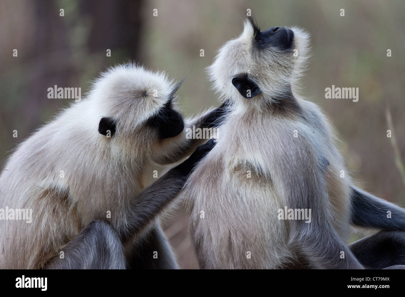 Common Langur monkeys grooming in India Stock Photo - Alamy