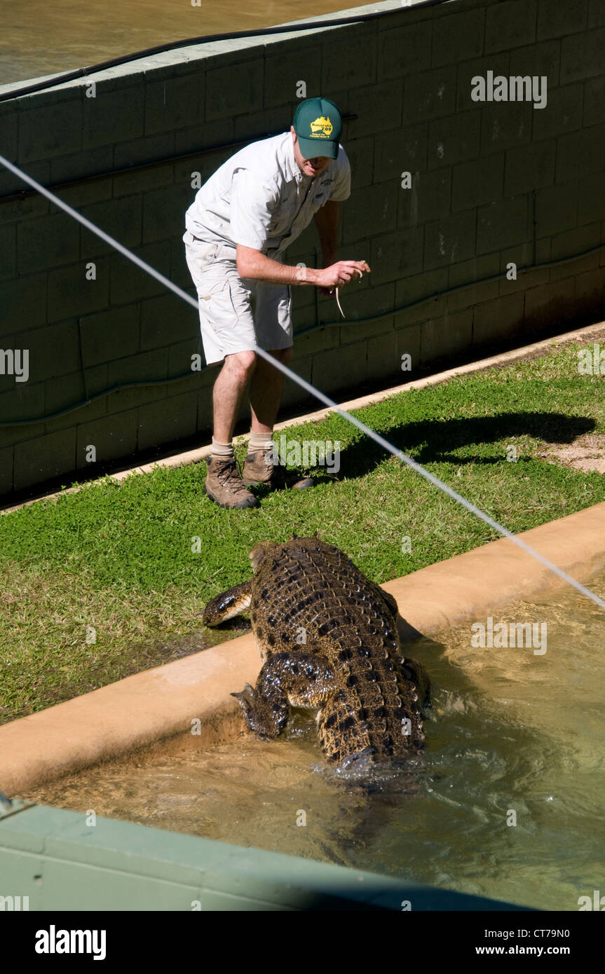 A saltwater crocodile at the Australia Zoo on the Sunshine Coast in ...