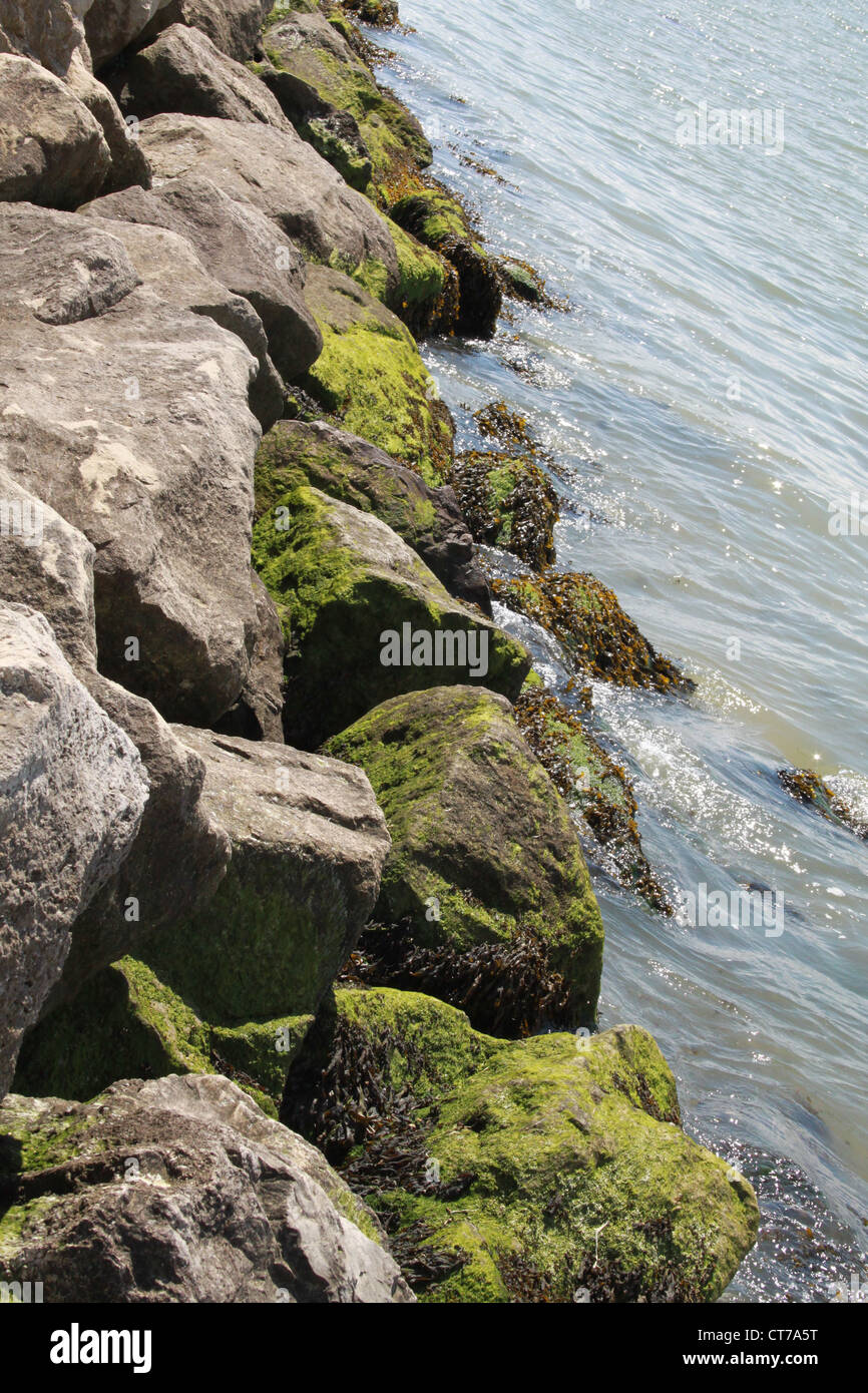 Weed covered rocks on a breakwater Stock Photo - Alamy
