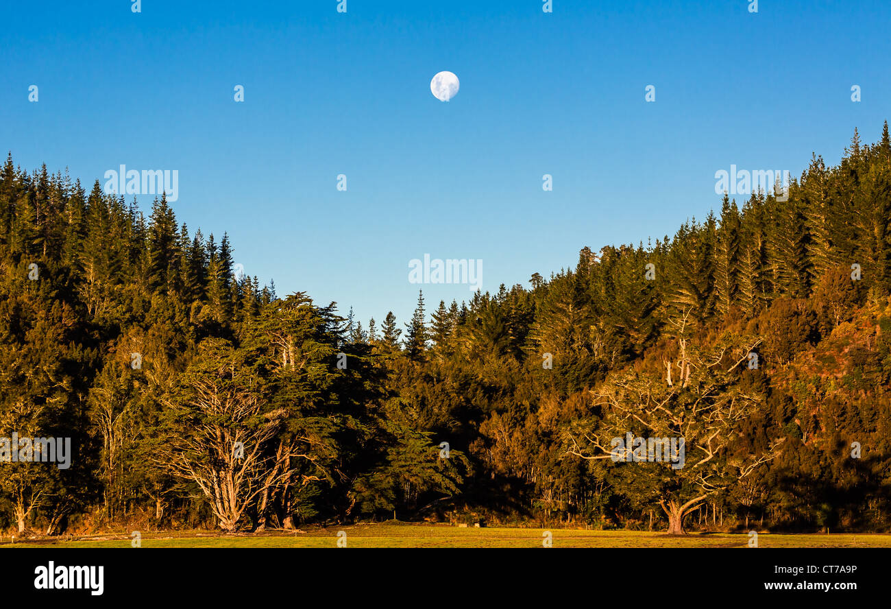 moon landscape forest Stock Photo - Alamy