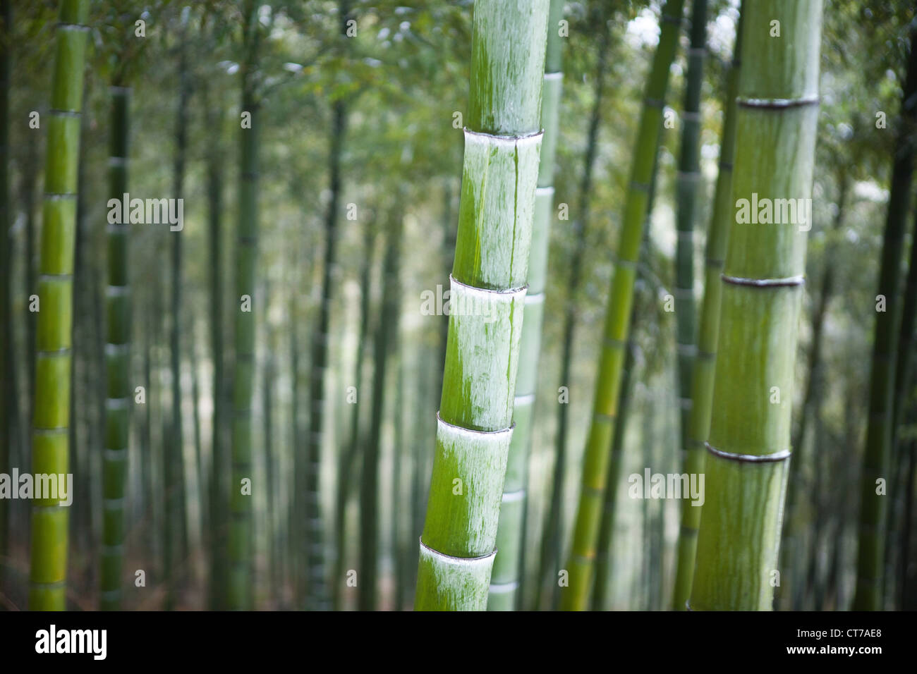 Tonkin hi-res stock photography and images - Alamy