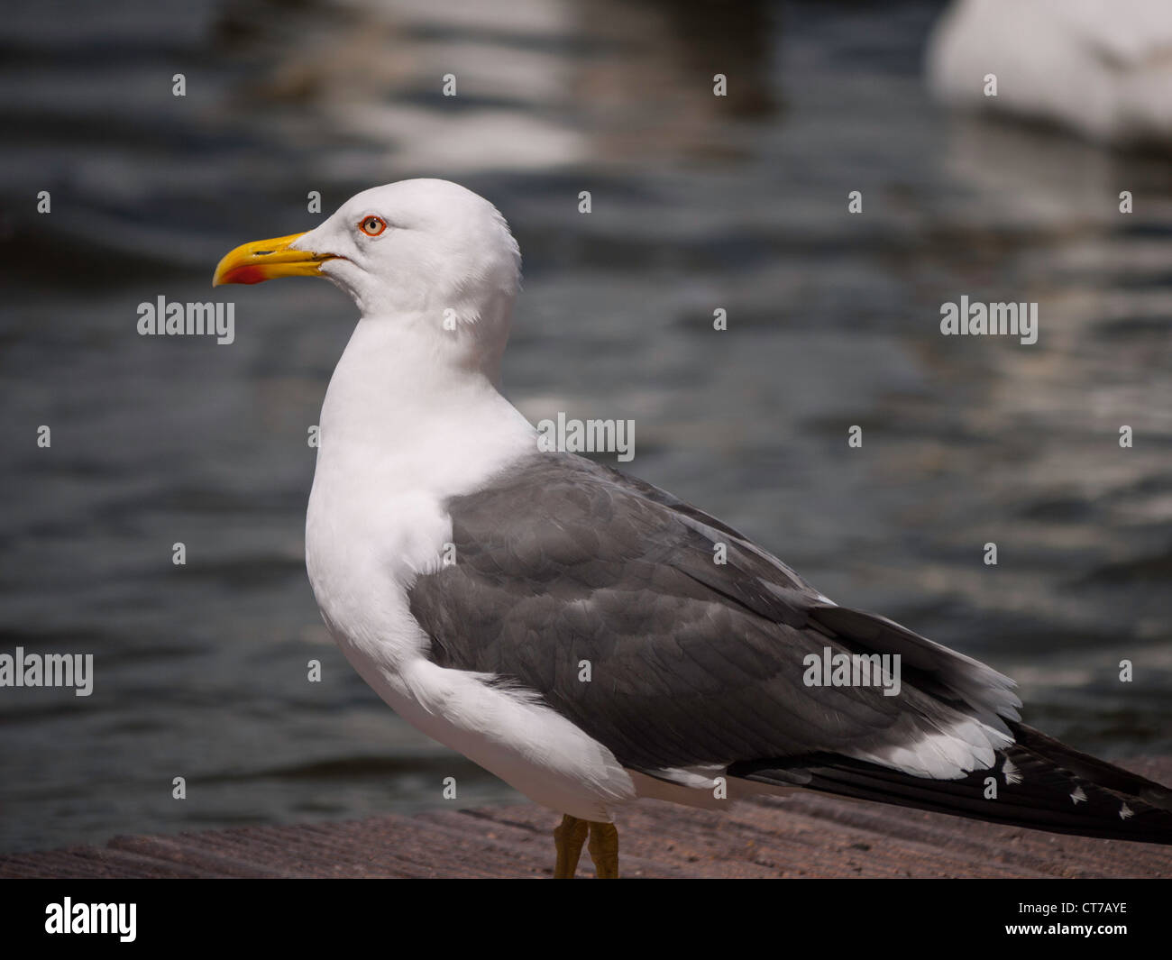 Profile of seagull hi-res stock photography and images - Alamy