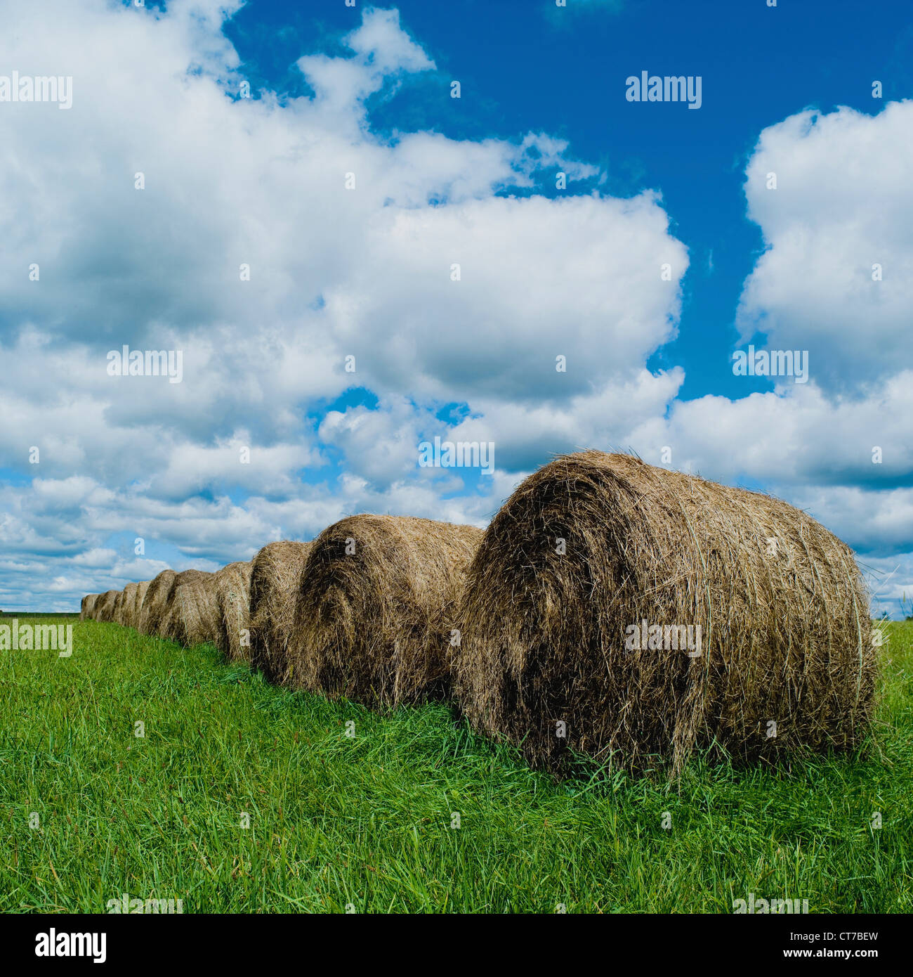 Row of hay bales in a field Stock Photo - Alamy