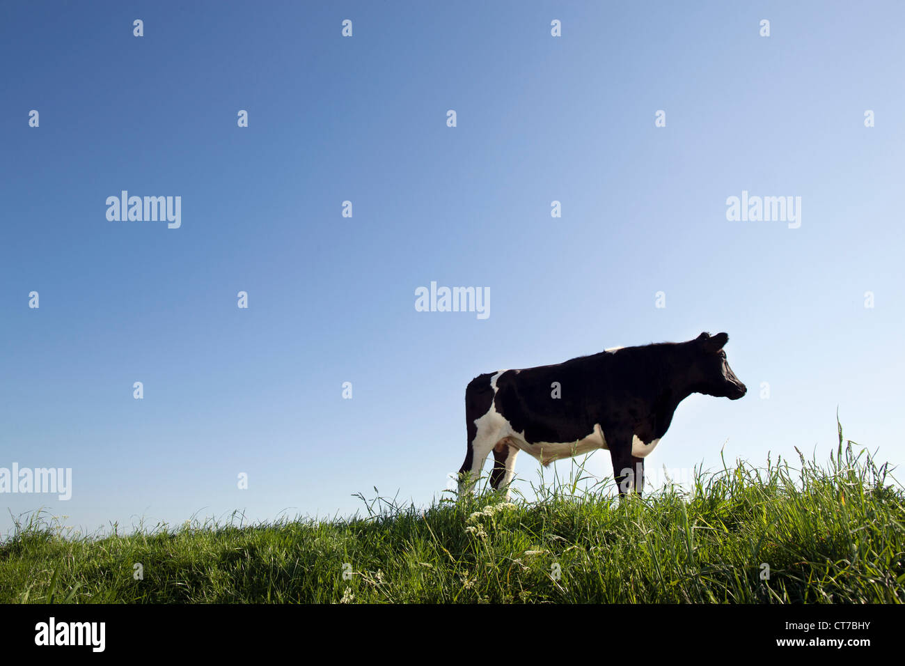 Blue sky with cow hi-res stock photography and images - Alamy