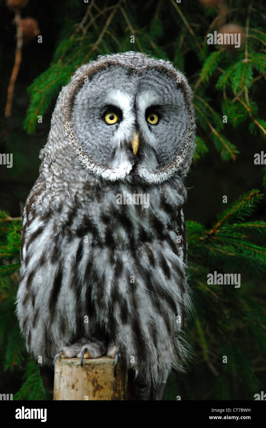 Big owl hi-res stock photography and images - Alamy