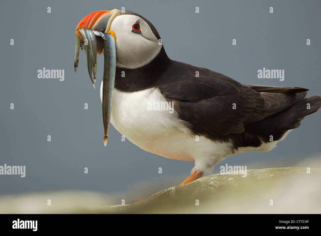 Atlantic Puffin with fish in mouth, Farne Islands, UK Stock Photo - Alamy