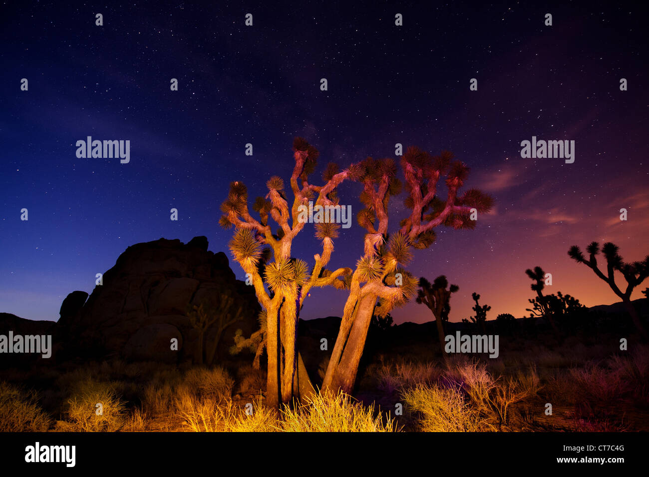 Colorful lights on Joshua Trees at night, Joshua Tree National Park ...