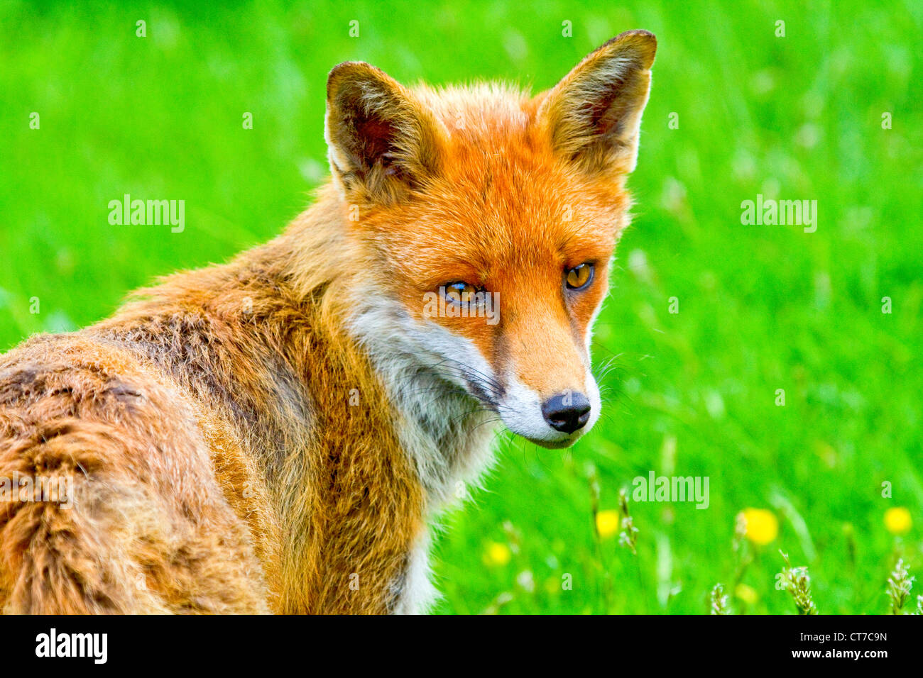Bloody Fox High Resolution Stock Photography and Images - Alamy