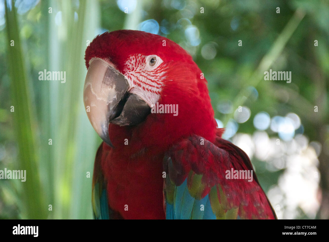 Ara parrot hi-res stock photography and images - Alamy